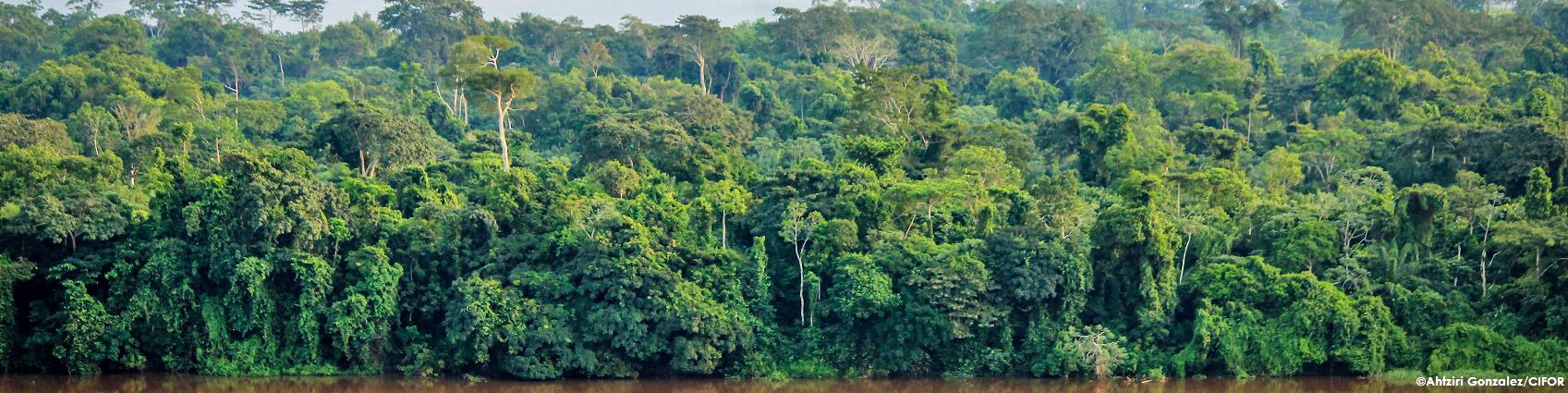 Welcome | Congo Basin Carbon
